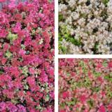 Perennat | Monivuotiset puutarhakasvit | hankkija.fi