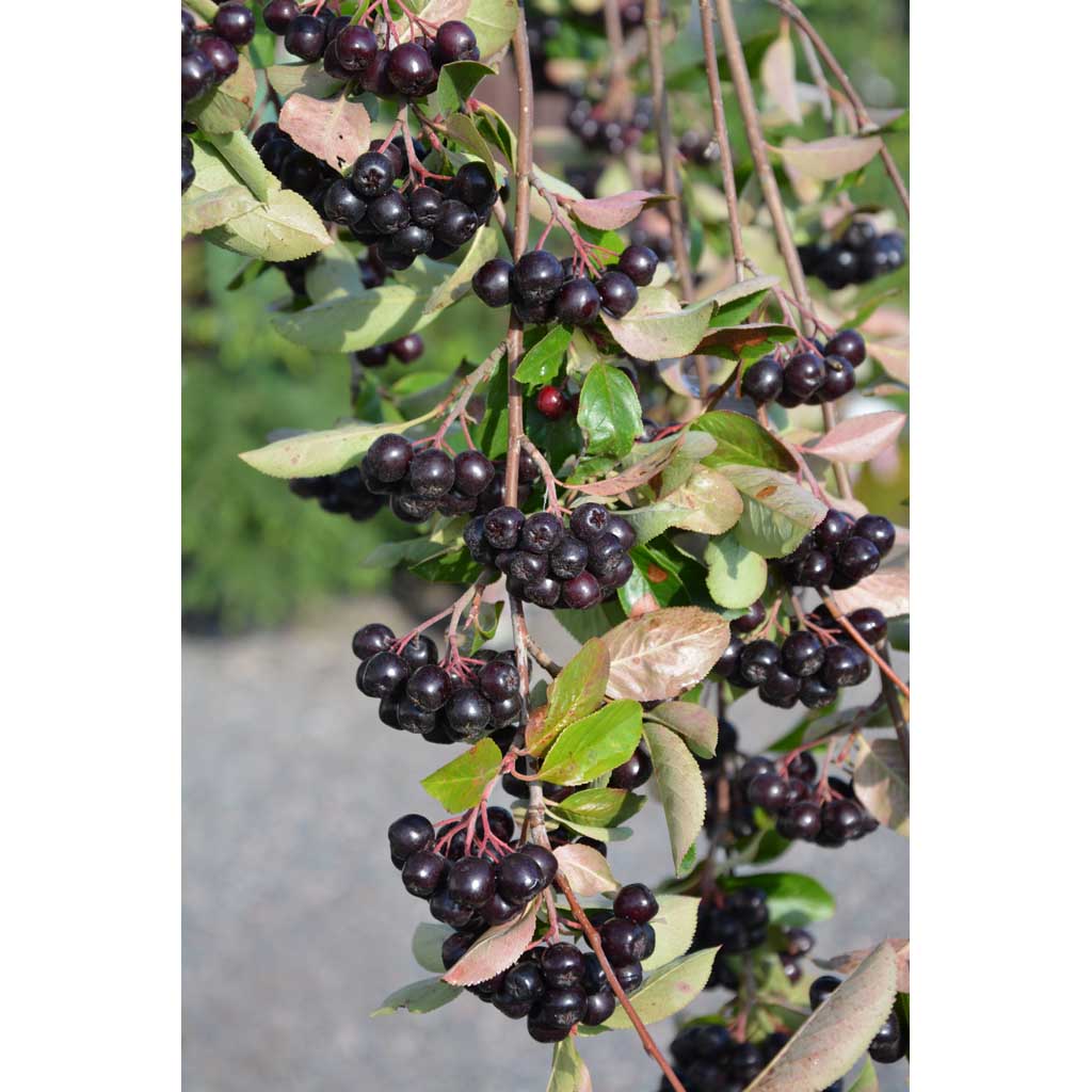 Marja-aronia Viking 3L | Marjapensaat | Monivuotiset puutarhakasvit ...