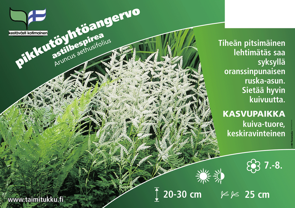 Pikkutöyhtöangervo | Perennat | Monivuotiset puutarhakasvit | hankkija.fi