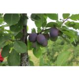 Hedelmäpuut | Monivuotiset puutarhakasvit | hankkija.fi